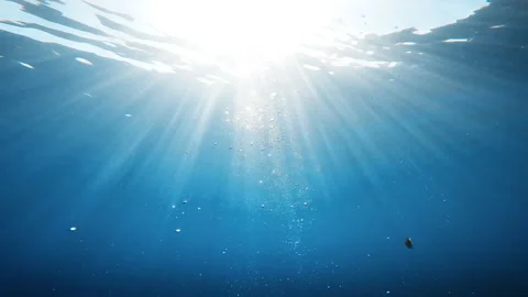 Funny fish swimming happy underwater | Stock Video | Pond5