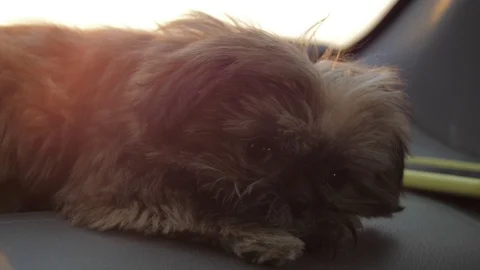 funny fuzzy dog looks around lying on au... | Stock Video | Pond5