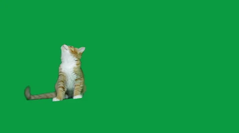 Green Screen Kitten Stock Footage ~ Royalty Free Stock Videos | Pond5
