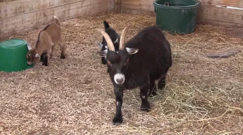 Funny Goat Videos Stock Videos – Royalty-Free HD & 4K Videos | Page 3
