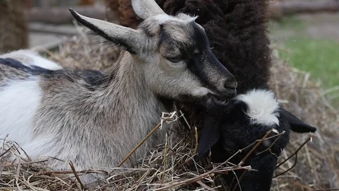 Funny Goat Videos Stock Videos – Royalty-Free HD & 4K Videos | Page 3