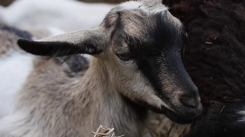 Funny Goat Videos Stock Videos – Royalty-Free HD & 4K Videos | Page 3