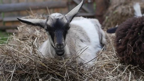 Funny Goat Videos Stock Videos – Royalty-Free HD & 4K Videos | Page 3