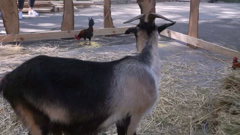 Funny Goat Videos Stock Videos – Royalty-Free HD & 4K Videos | Page 3
