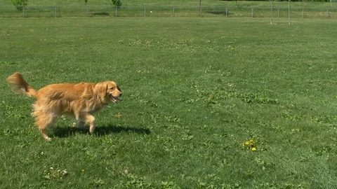 Funny Fails Stock Videos – Royalty-Free HD & 4K Videos | Pond5