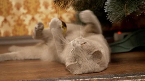 Funny Cat Christmas Stock Videos – Royalty-Free HD & 4K Videos | Pond5