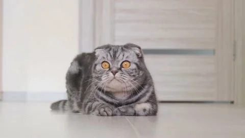 A funny gray Scottish fold cat with yell... | Stock Video | Pond5