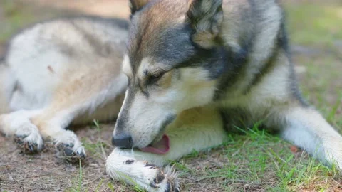 German Shepherd Tongue Stock Videos – Royalty-Free HD & 4K Videos | Page 4