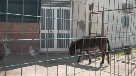 Funny Donkey Vector Stock Videos – Royalty-Free HD & 4K Videos