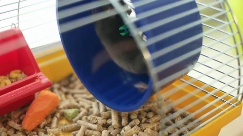 Rat Wheel Stock Footage ~ Royalty Free Stock Videos | Pond5