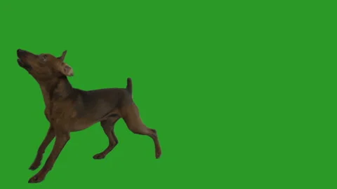 funny Miniature Pinscher Dog to be angry... | Stock Video | Pond5