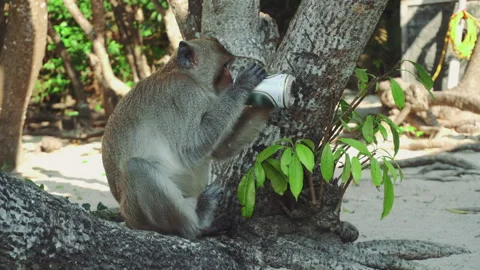 Funny Monkey Drinking beer On Beach unde... | Stock Video | Pond5