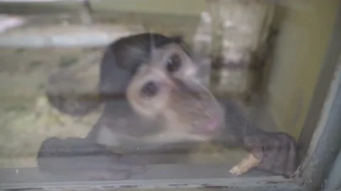 Monkey Meditating Stock Videos – Royalty-Free HD & 4K Videos | Pond5