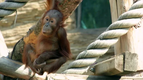 Funny Orangutan Stock Videos – Royalty-Free HD & 4K Videos | Pond5