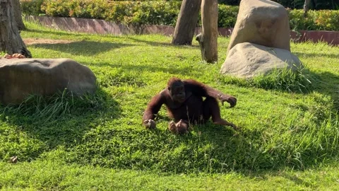 Funny Orangutan Stock Videos – Royalty-Free HD & 4K Videos | Pond5