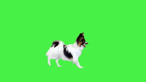 Funny papillon dog running fast on a Gre... | Stock Video | Pond5