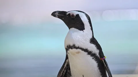 Penguin Viral Video Stock Videos – Royalty-Free HD & 4K Videos | Pond5