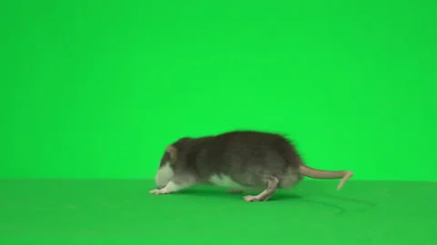 Rat Green Screen Stock Video Footage | Royalty Free Rat Green Screen ...