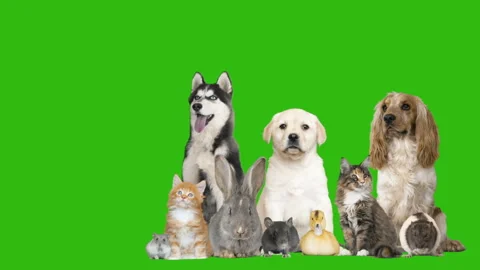 funny pets on green screen | Stock Video | Pond5