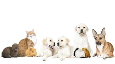 Pets White Background Stock Video Footage | Royalty Free Pets White ...