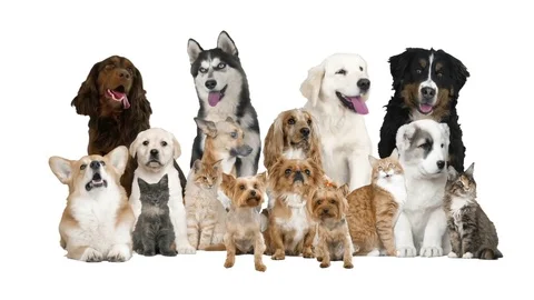 Pets White Background Stock Videos – Royalty-Free HD & 4K Videos