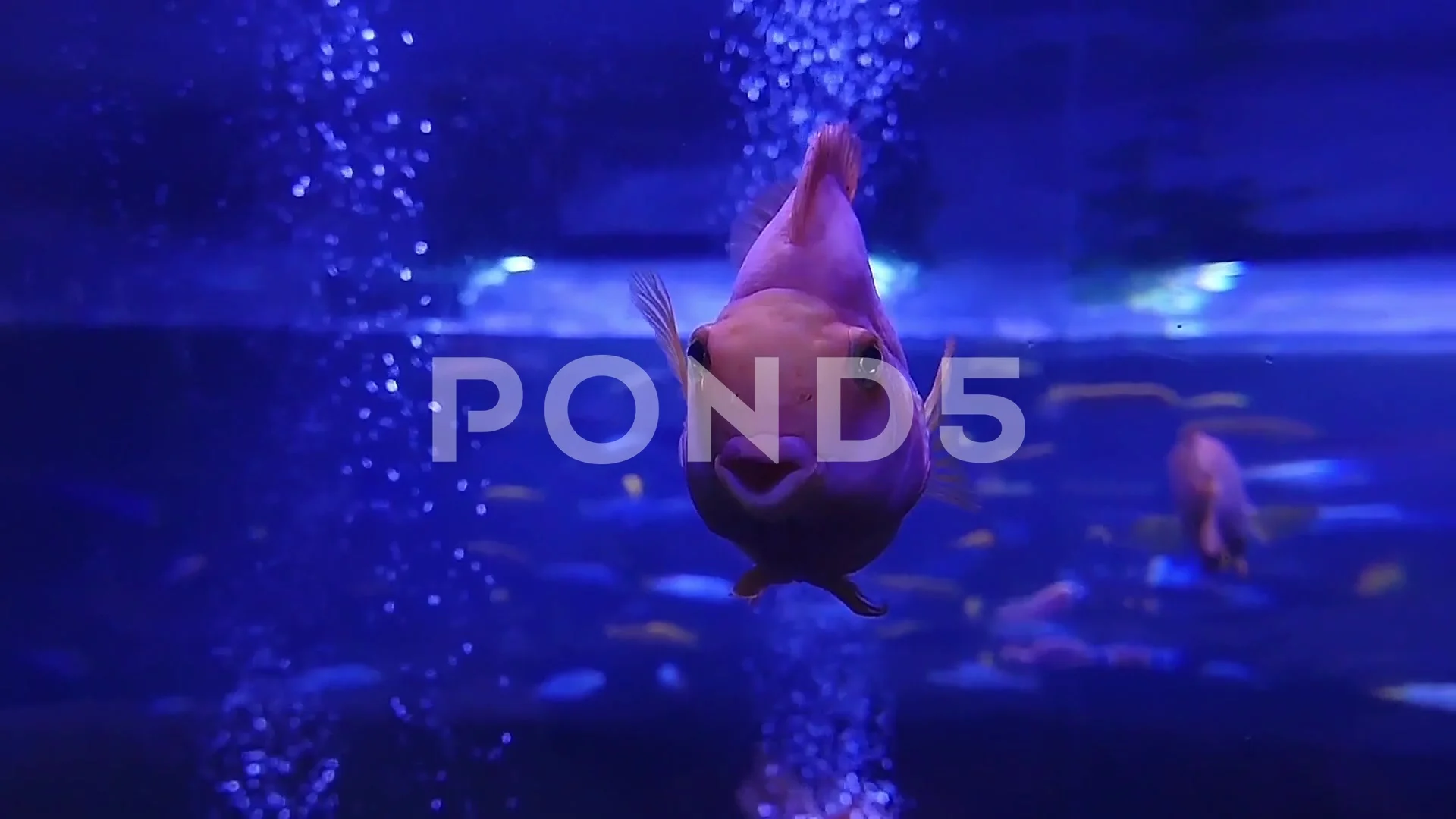 Pink Fish With Big Lips Cartoon | Lipstutorial.org