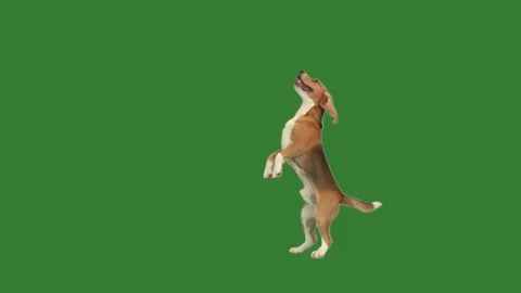 Funny Green Screen Stock Video Footage | Royalty Free Funny Green ...