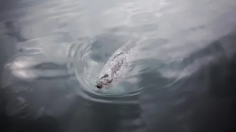 Funny Seal Videos Stock Videos – Royalty-Free HD & 4K Videos | Pond5