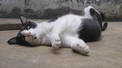 Funny Cat Poses Stock Videos – Royalty-Free HD & 4K Videos