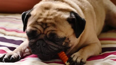 Funny pug dog eating dog snack on the be... | Stock Video | Pond5