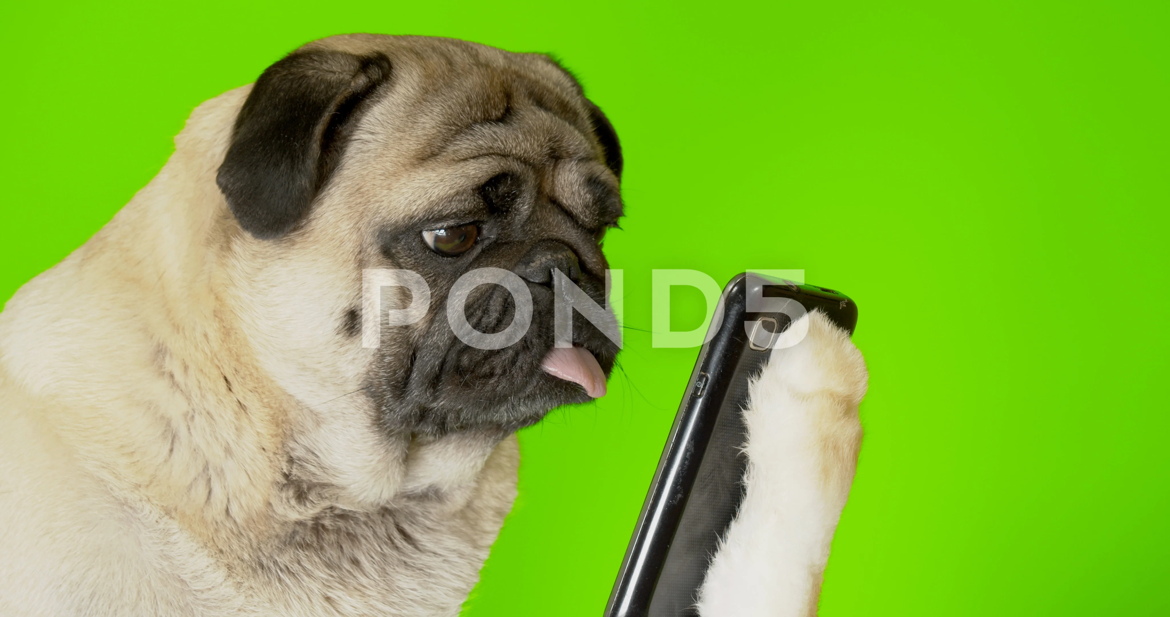 Funny Pugs With Words