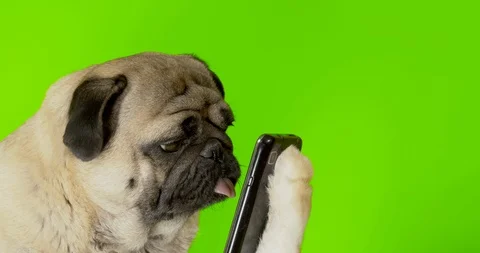 Funny pug dog holding smartphone in paw,... | Stock Video | Pond5