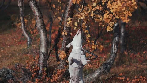 Funny puppy biting the tree branch. Hold... | Stock Video | Pond5