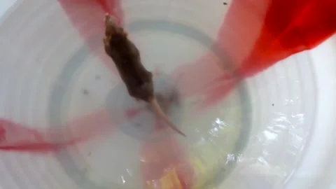 Funny rat swimming and drowned on bucket... | Stock Video | Pond5
