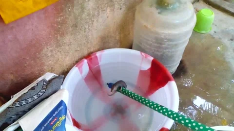 Rat Vidio Stock Footage ~ Royalty Free Stock Videos | Pond5