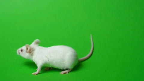 funny rat washing himself green screen | Stock Video | Pond5