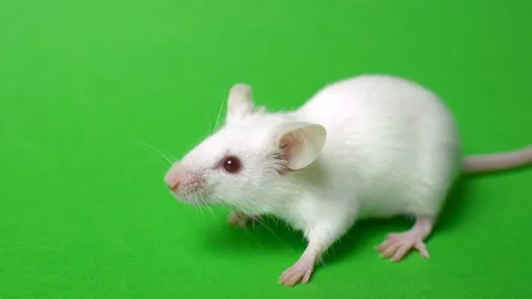 funny rat washing himself green screen | Stock Video | Pond5
