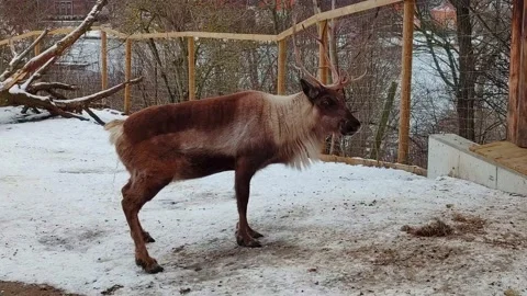 Funny Reindeer Peeing In The Snow Withou... | Stock Video | Pond5