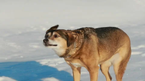 Funny Dog Breed Mixes
