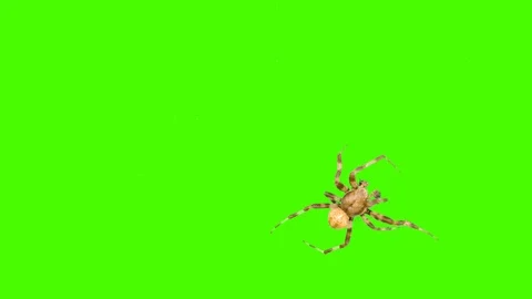 Funny Green Screen Stock Videos – Royalty-Free HD & 4K Videos