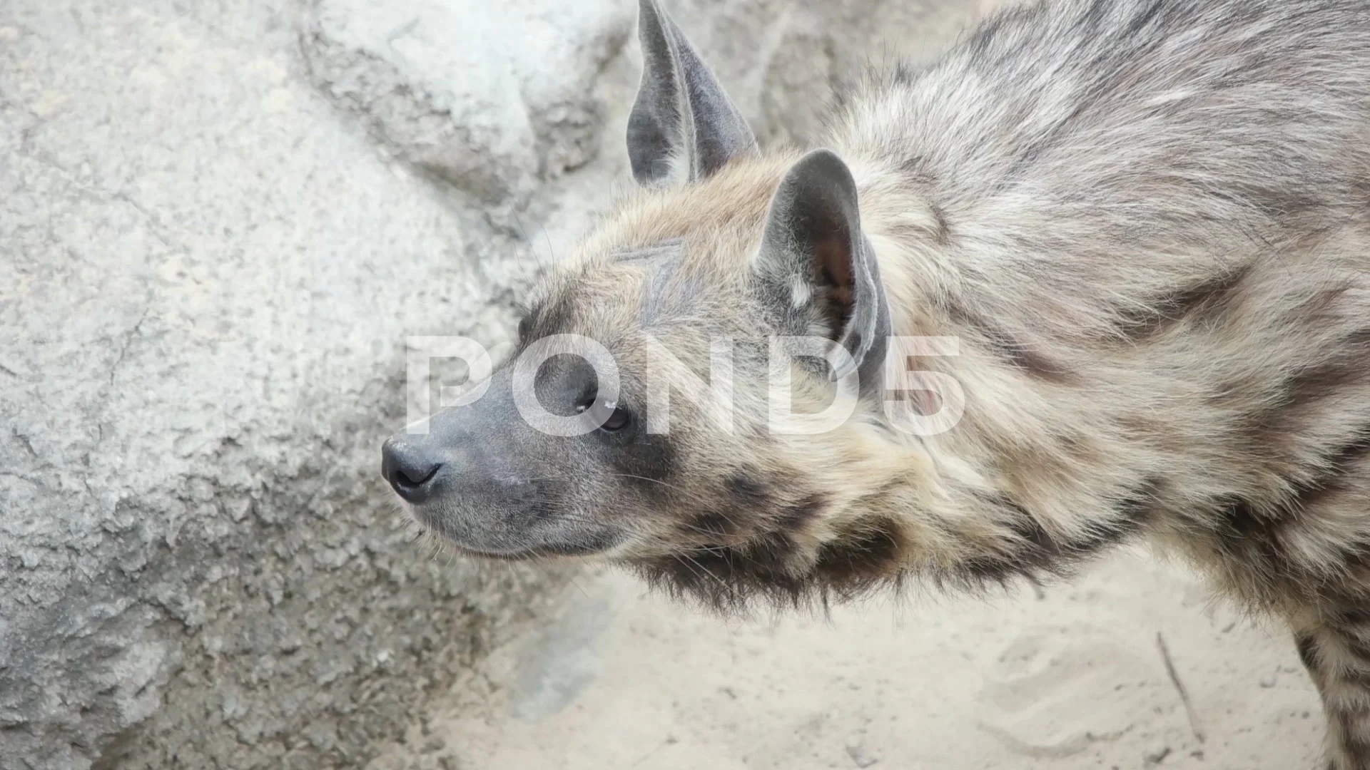 Funny Hyena