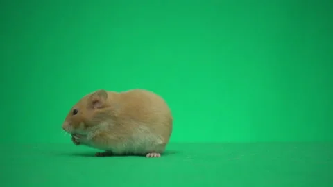 Hamster Greenscreen Stock Footage ~ Royalty Free Stock Videos | Pond5