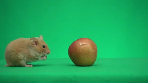 Hamster Greenscreen Stock Footage ~ Royalty Free Stock Videos | Pond5