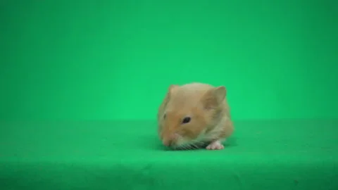 Hamster Greenscreen Stock Footage ~ Royalty Free Stock Videos | Pond5