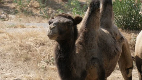 Hump Day Camel Stock Videos – Royalty-Free HD & 4K Videos | Pond5