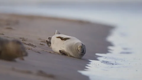 Funny Seal Videos Stock Videos – Royalty-Free HD & 4K Videos | Pond5