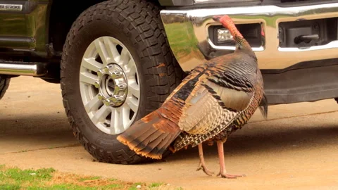 Thanksgiving Funny Video Stock Videos – Royalty-Free HD & 4K Videos | Pond5