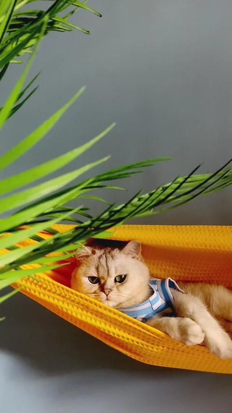 Funny Cat Tshort Stock Videos – Royalty-Free HD & 4K Videos