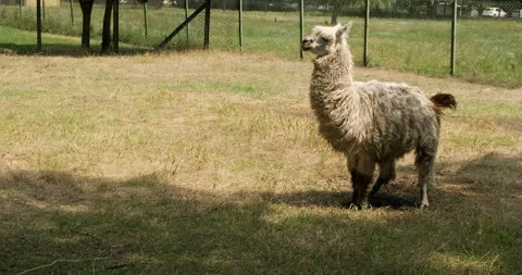 Poo and Peeing Stock Videos – Royalty-Free HD & 4K Videos