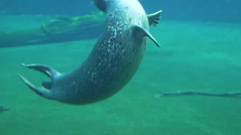 Underwater Photography98 Stock Videos – Royalty-Free HD & 4K Videos | Pond5